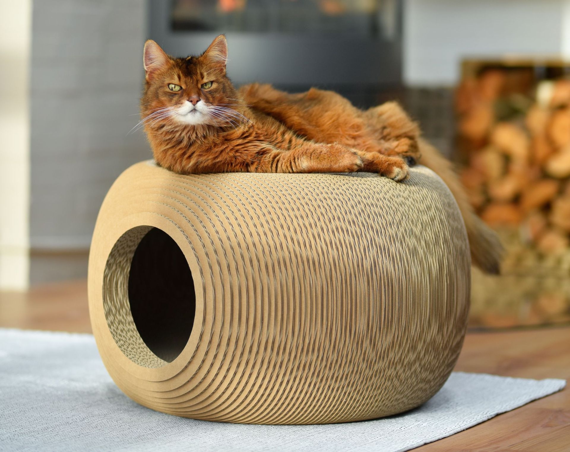Elegance Meets Grumpy Cat – Art in the Cat Basket