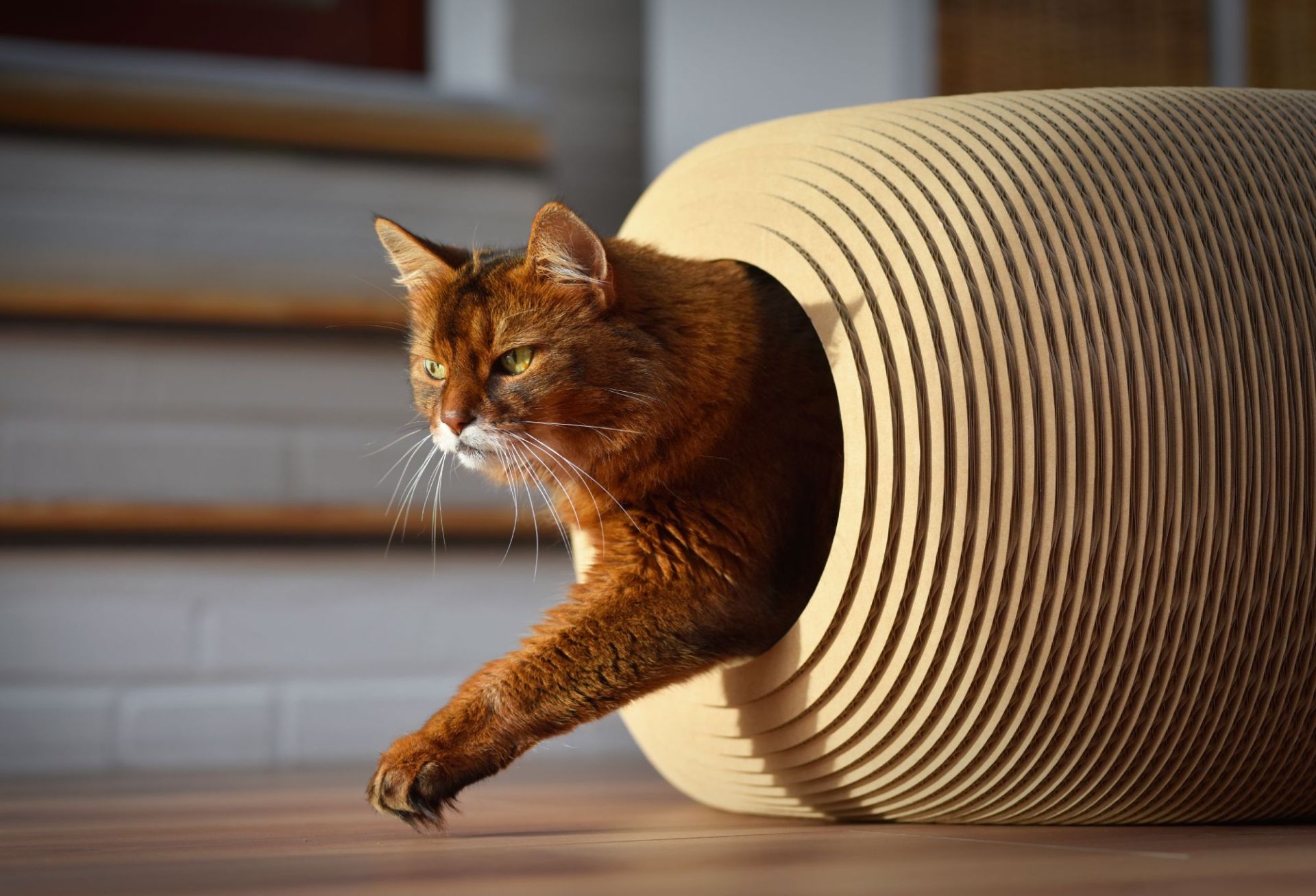 Elegance Meets Grumpy Cat – Art in the Cat Basket